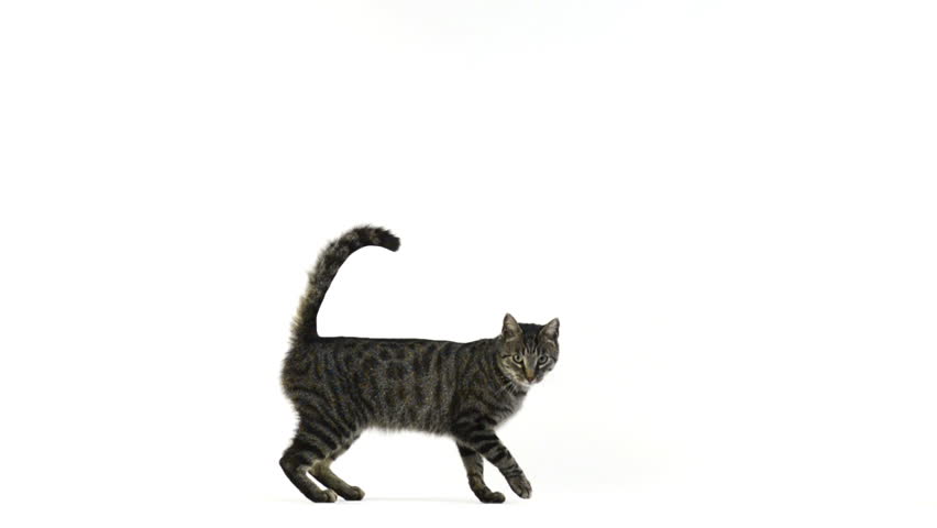 slow motion cat walking looking camera Stock Footage Video (100% ...