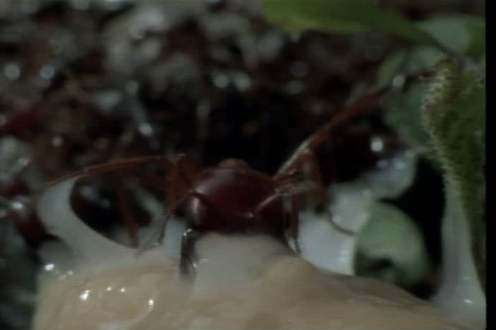 Driver Ant with its Pincers Stock Footage Video (100% Royalty-free ...