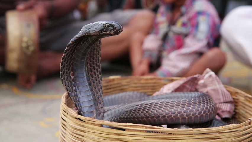 close-up portrait cobra sitting basket Stock Footage Video (100% ...