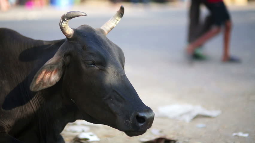 everyday scene cow eating litter street Stock Footage Video (100% ...