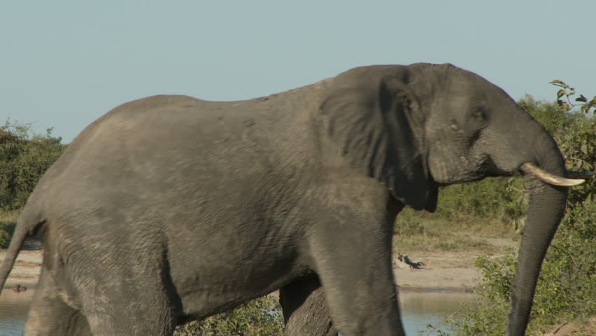 An Elephant Makes Itself Appear Stock Footage Video (100% Royalty-free ...