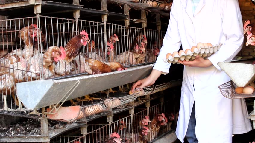 Collecting the Chicken Eggs Stock Footage Video (100% Royalty-free ...