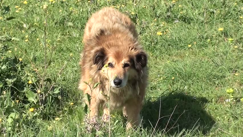 Dog Looks with Concern and Stock Footage Video (100% Royalty-free ...