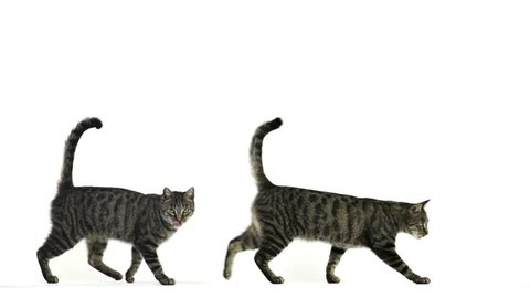 Cat walking side view Stock Video Footage - 4K and HD Video Clips ...
