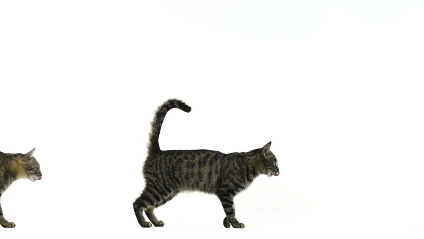 Two Cats Running and Looking Stock Footage Video (100% Royalty-free ...