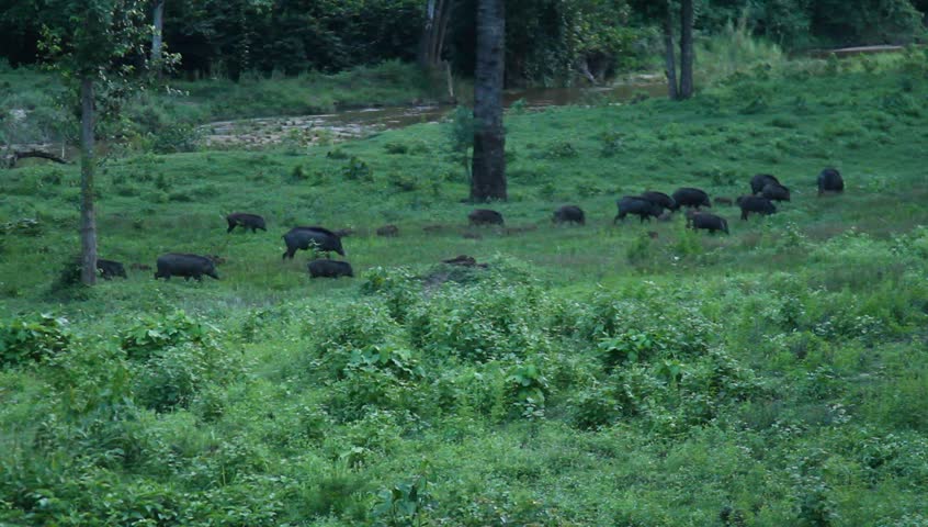 wild boar west jungle thailand Stock Footage Video (100% Royalty-free ...