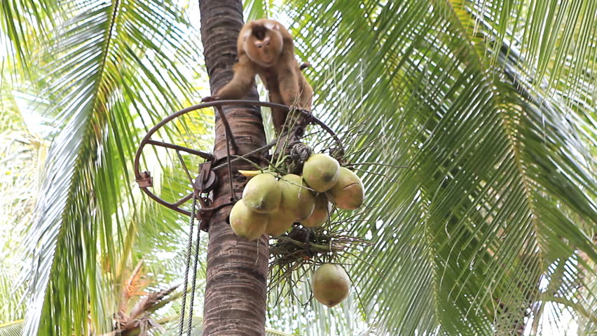 monkey climbing coconut tree Stock Footage Video (100% Royalty-free ...