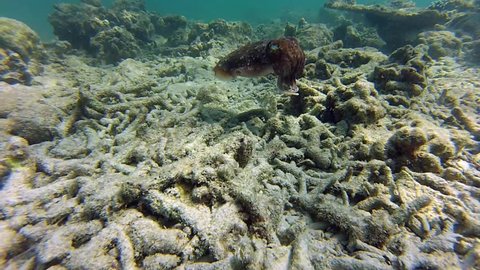 Stone Fish Red Sea Camouflage Stonefish Stock Footage Video (100% ...