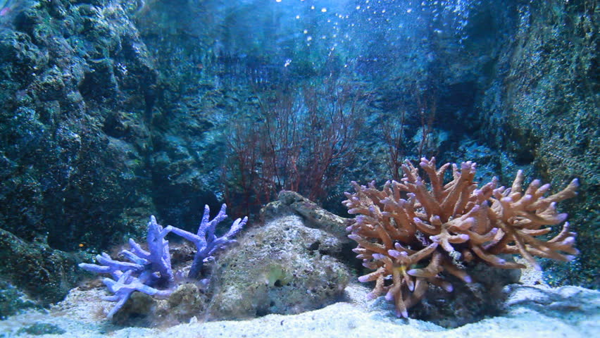 Coral Reef Scene with Tropical Stock Footage Video (100% Royalty-free ...
