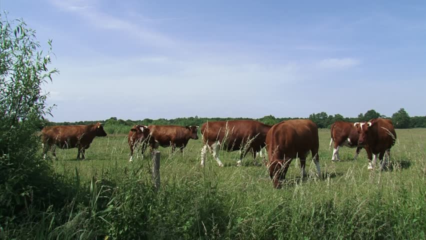 herd deep red cattle pasture - Stock Footage Video (100% Royalty-free ...