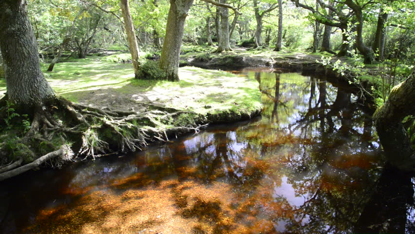 Beautiful Slow Flowing Stream Through Stock Footage Video (100% Royalty ...