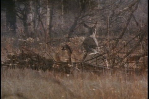 Two Whitetailed Deer Mating Thicket Edge Stock Footage Video (100% ...