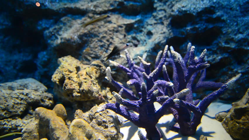 purple coral reef sea Stock Footage Video (100% Royalty-free) 4174102 ...