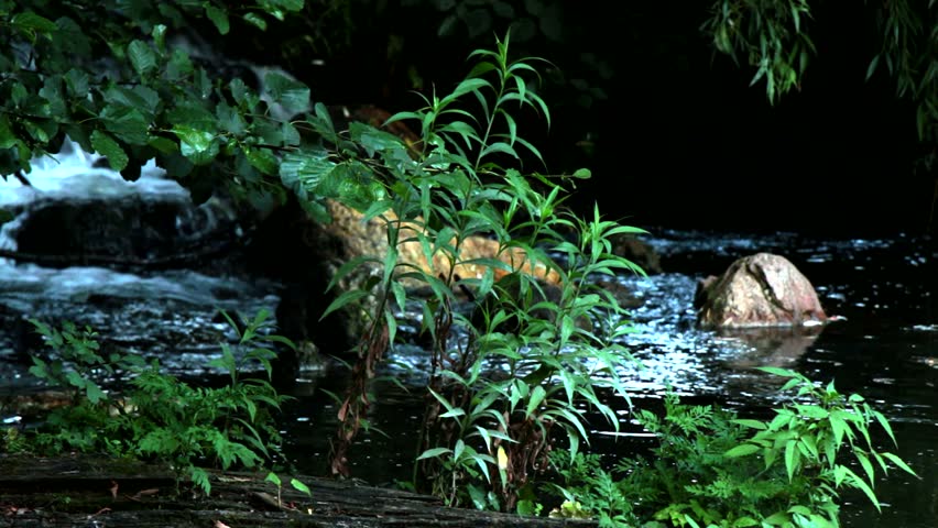 Wonderful Shaded Forest Stream; Water Stock Footage Video (100% Royalty ...