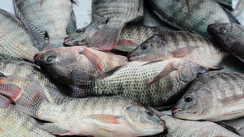 Fresh Tilapia Stock Footage Video (100% Royalty-free) 4182569 ...