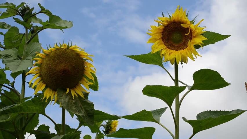 Ripe Sunflowers Head Move in Stock Footage Video (100% Royalty-free ...