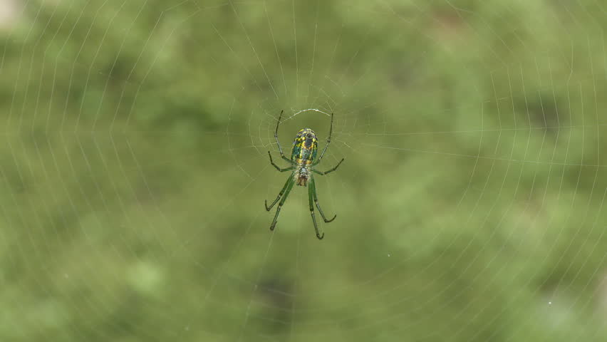 Orchard spider - Leucauge venusta image - Free stock photo - Public ...