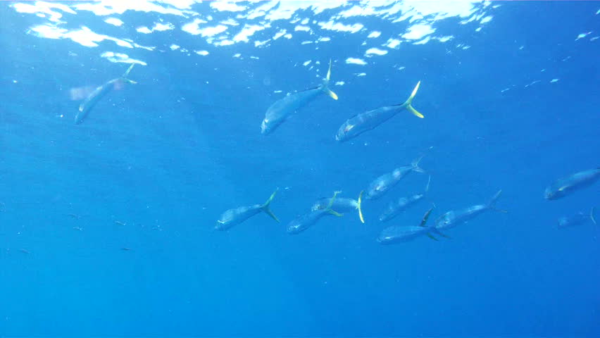 Underwater Game Fish: 1080 Hd Stock Footage Video (100% Royalty-free ...