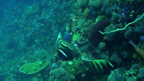 Sixbanded Angelfish Pomacanthus Sexstriatus Taken Komodo Stock Footage ...
