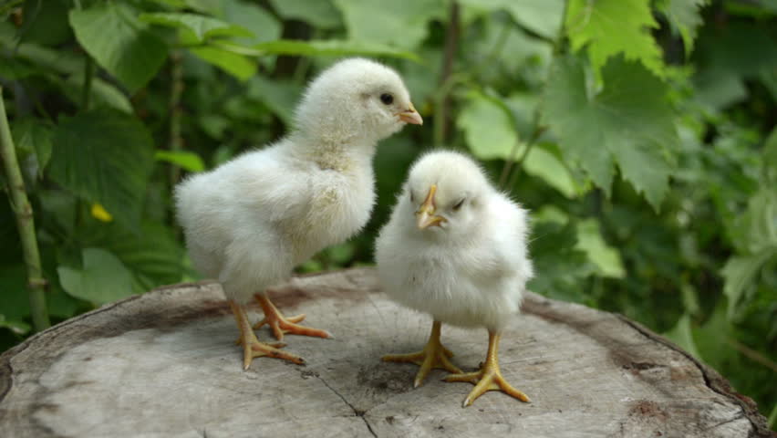 Two Baby Chickens On a Stock Footage Video (100% Royalty-free) 4201420 ...