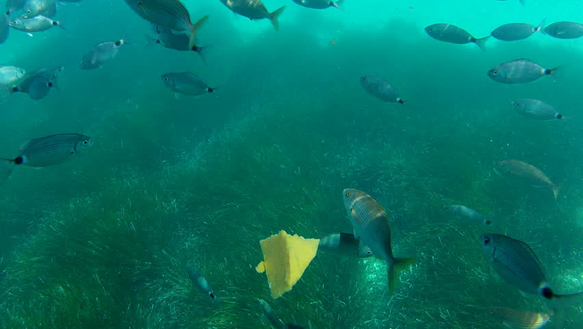 fish eating frenzy shot underwater Stock Footage Video (100% Royalty ...