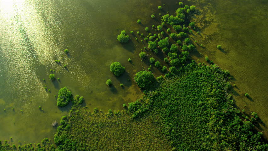 aerial view showing distinct ecosystems flora Stock Footage Video (100% ...