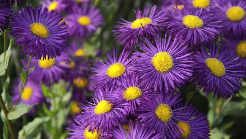 Aspen Fleabane (erigeron Speciosus Dominator) Stock Footage Video (100% ...