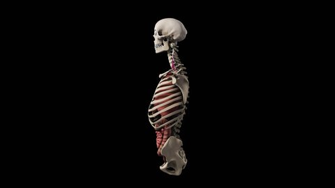 3d Skeleton Torso Loop Rotating Has: video stock (100% royalty free ...