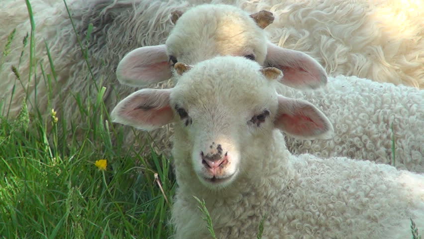 Close up of Lambs Head Stock Footage Video (100% Royalty-free) 4251983 ...