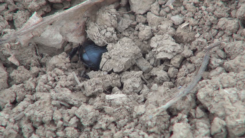 beetle dug bug crawling underground agriculture Stock Footage Video ...