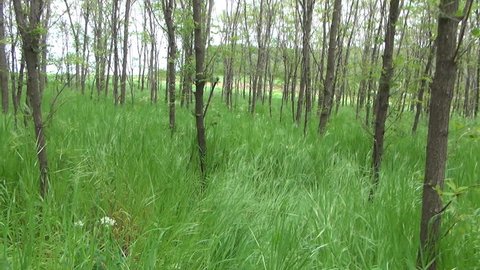 Pov Walking Tall Grass Forest Footsteps Stock Footage Video (100% ...