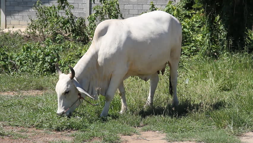 white cow eating grass Stock Footage Video (100% Royalty-free) 4256324 ...