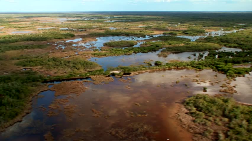Big Cypress Mangrove Swamp image - Free stock photo - Public Domain ...