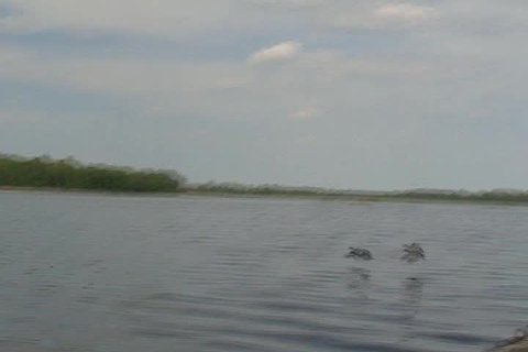 Hen Drake Bluebill Duck Fly Across Stock Footage Video (100% Royalty ...