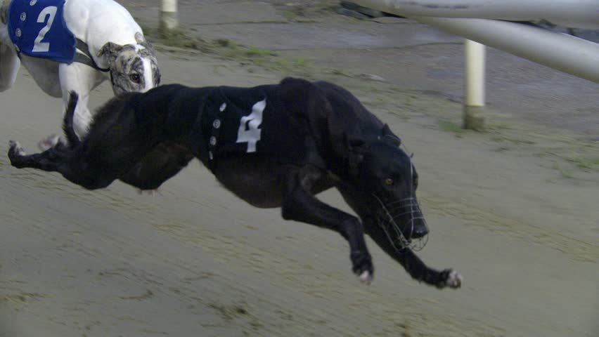 greyhound racing slow motion 500 fps Stock Footage Video (100% Royalty ...