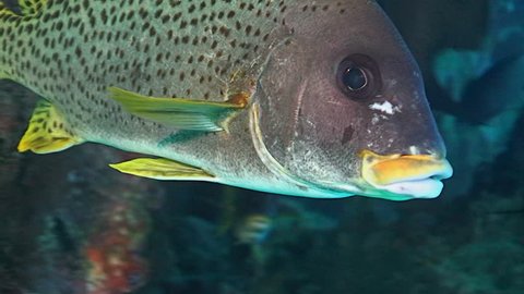 Concerned Fish Swims By Camera Stock Photo 1393393964 | Shutterstock