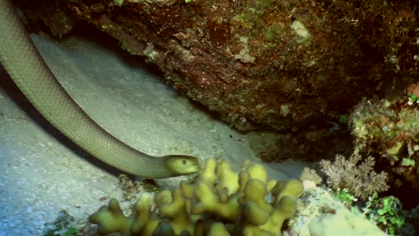 olive sea snake hunting on reef Stock Footage Video (100% Royalty-free ...