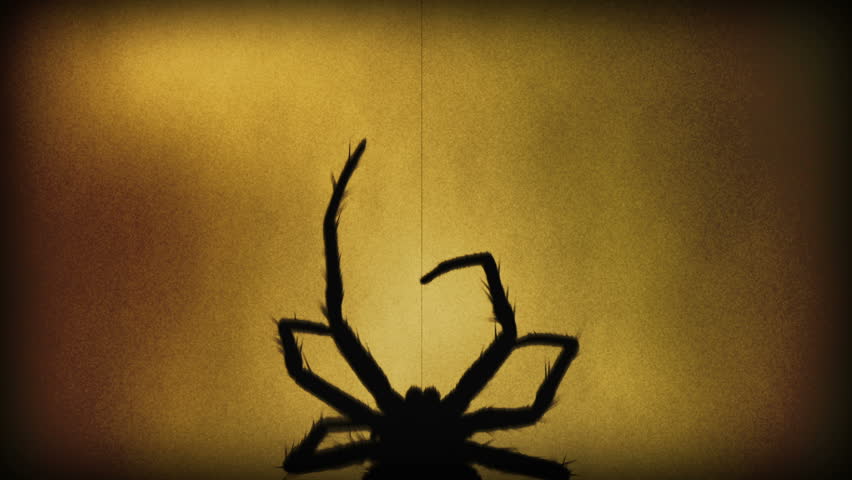 One Big Venomous Spider Climbing Stock Footage Video (100% Royalty-free ...