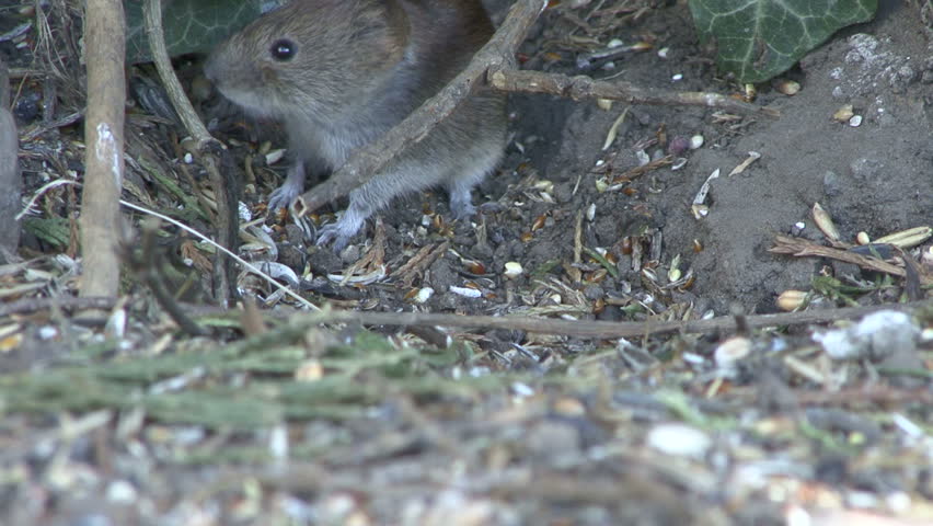 mouse eats seed spilled bird feeder Stock Footage Video (100% Royalty ...