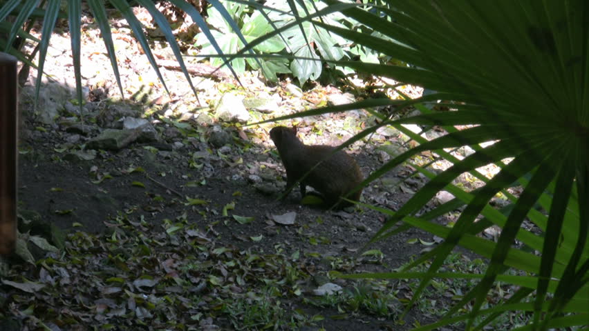agouti searching food Stock Footage Video (100% Royalty-free) 433648 ...