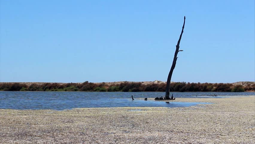 safari journey through african savannah tanzania Stock Footage Video ...
