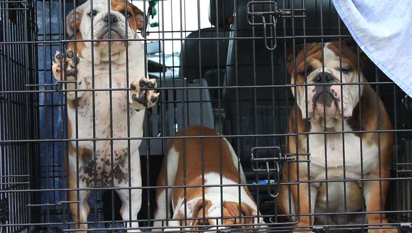 three dogs breed english bulldog cage Stock Footage Video (100% Royalty ...