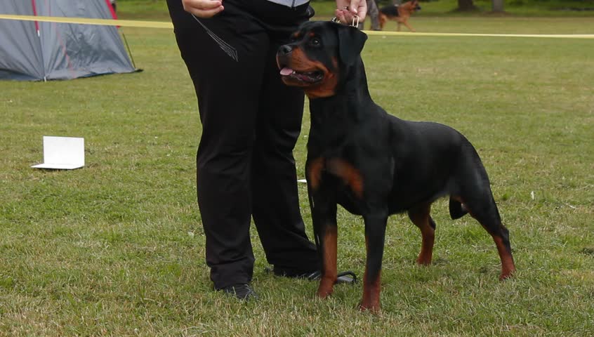 rottweiler dog Stock Footage Video (100% Royalty-free) 4355585 ...