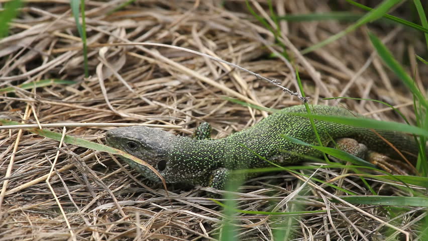 green lizard moving on grass Stock Footage Video (100% Royalty-free ...