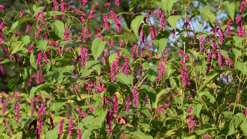 Oriental Knotweed (persicaria Orientalis Syn. Stock Footage Video (100% ...
