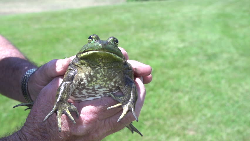 Large Frog Held in Hand Stock Footage Video (100% Royalty-free) 4385492 ...