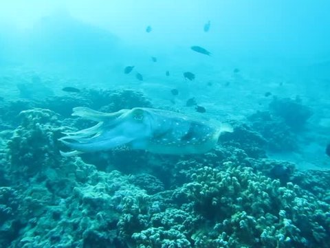 Cuttlefish Moving Via Siphon Propulsion Stock Footage Video (100% ...