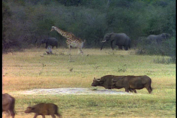 ws african buffalo giraffes elephants on Stock Footage Video (100% ...