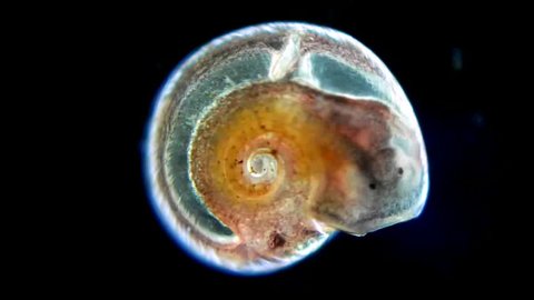 Live Snail Heartbeat Under Microscope Magnification Stock Footage Video ...