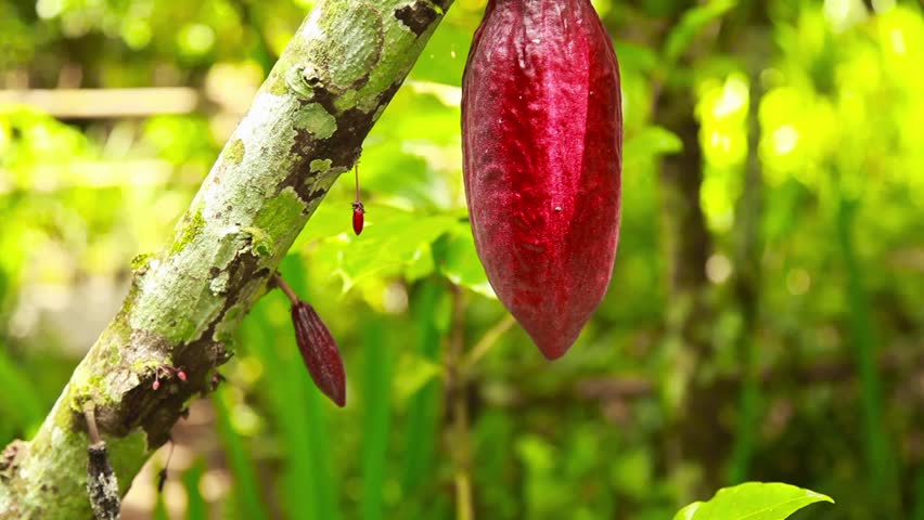 Raw Cacao On the Tree Stock Footage Video (100% Royalty-free) 4398929 ...